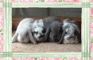 Land of the Lops Rabbitry - Quality rabbits in North Central Massachusetts